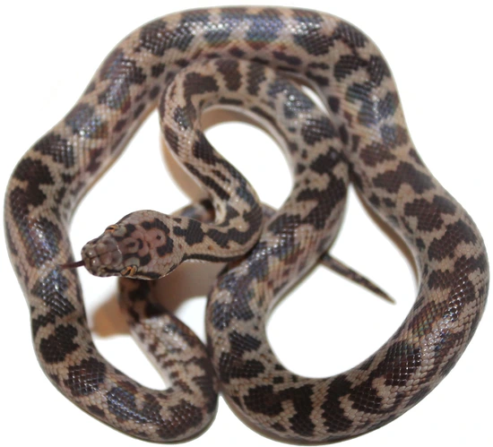 Real Cape York Spotted Python (A. M. Peninsularis) by Inland Reptile