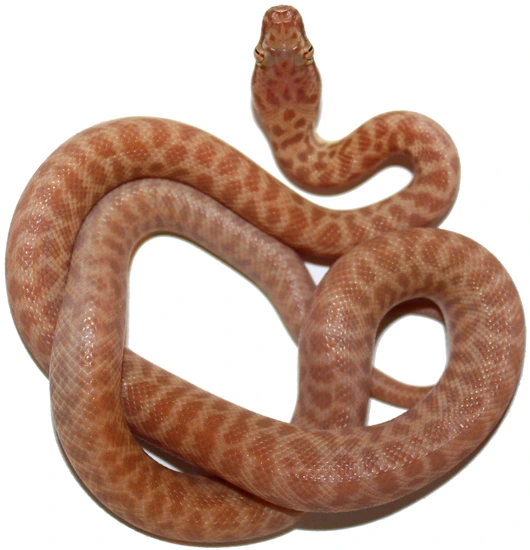 Female T+ Albino Childrens Python (European Line) Children's Python by ...