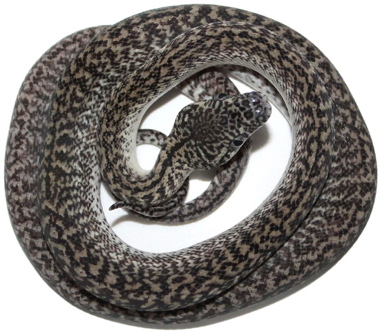 Male Pure Papuan Axanthic Granite! Irian Jaya Carpet Python by Inland ...