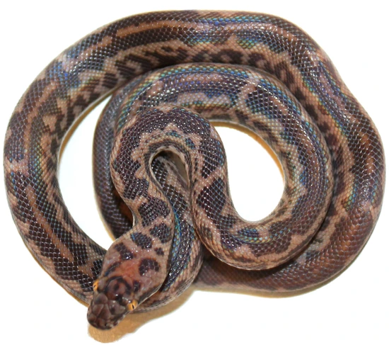 Striped Spotted Python Female (50% Het Granite) by Inland Reptile