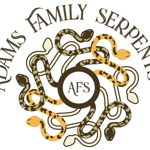Offspring by Adams Family Serpents - MorphMarket