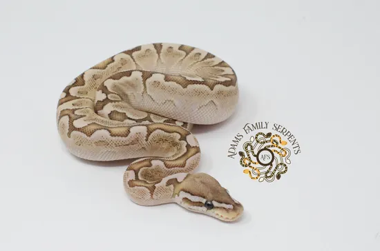 Bamboo 50% Het Hypo Ball Python by Adams Family Serpents