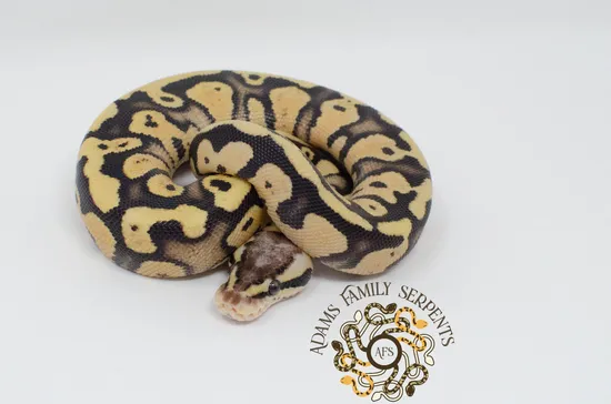 Firefly Orange Dream Ball Python by Adams Family Serpents