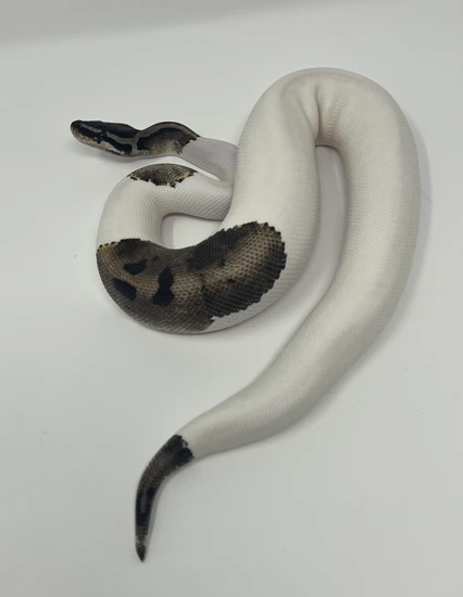 VPI Axanthic Pied Blackhead Trio - MFF Ball Python by Adams Family Serpents