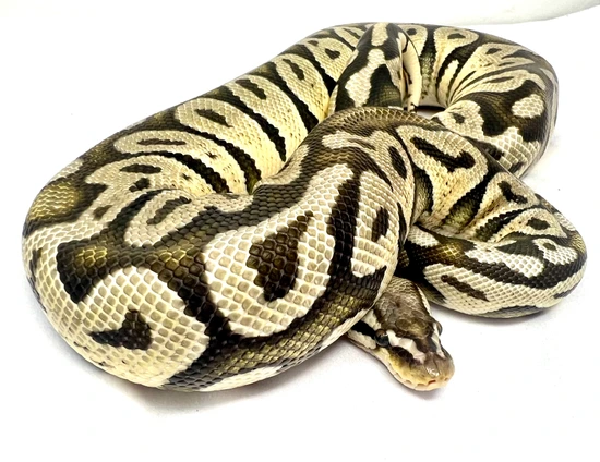 Super Pastel Orange Ghost Ball Python by Adams Family Serpents