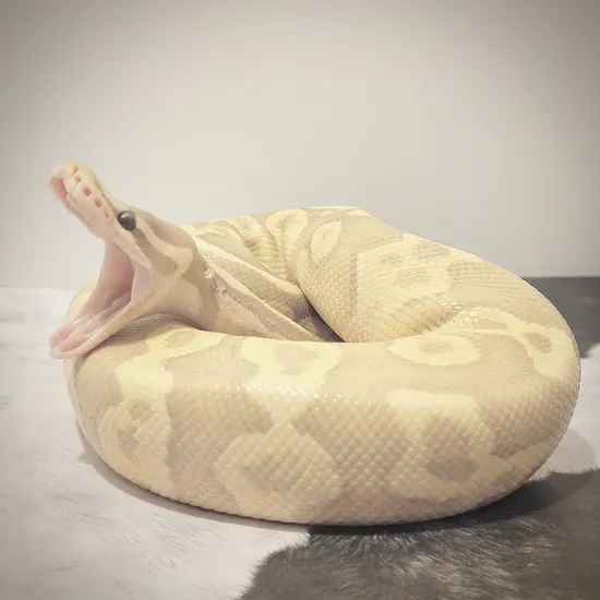 Banana Mojave Fire Ball Python by Inquiline
