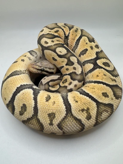 Pastel Orange Ghost Ball Python by Insidious Serpents LLC