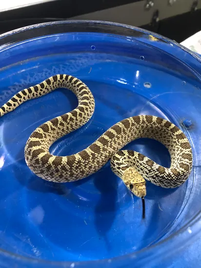 Trumbower Hypo Stillwater Bulls Bullsnake by Jay Jacoby Serpent Propagation