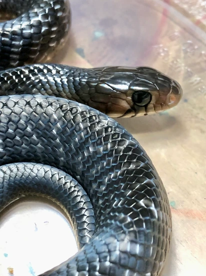 Texas Indigo Female Brutosky Line Cribo & Indigo Snakes by Jay Jacoby ...