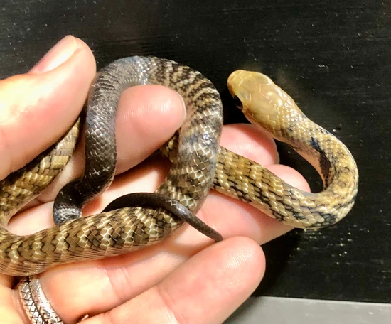 Central American Indigo Cribo & Indigo Snakes by Jay Jacoby Serpent ...