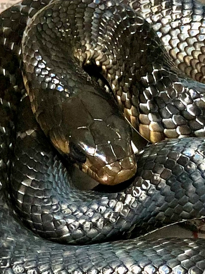 Texas Indigo Snake Cribo & Indigo Snakes by Jay Jacoby Serpent Propagation