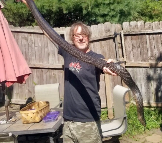 Texas Indigo Snake Cribo & Indigo Snakes by Jay Jacoby Serpent Propagation