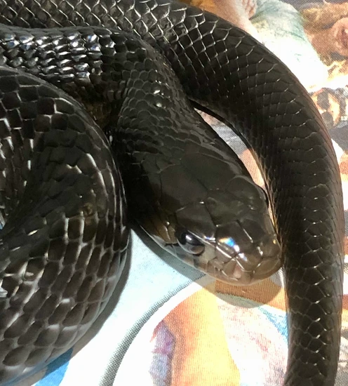 Texas Indigo Brutosky Line Cribo & Indigo Snakes by Jay Jacoby Serpent ...