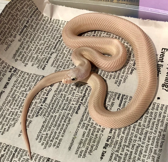 Pink Leucistic Florida Pine Pine Snake by Jay Jacoby Serpent Propagation