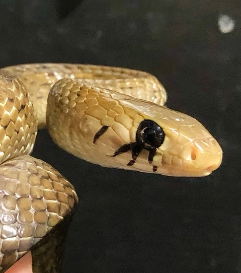 Black Tail Cribo Cribo & Indigo Snakes by Jay Jacoby Serpent Propagation