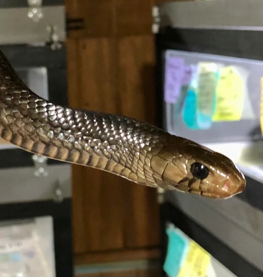 Texas Indigo Bining Line Cribo & Indigo Snakes by Jay Jacoby Serpent ...