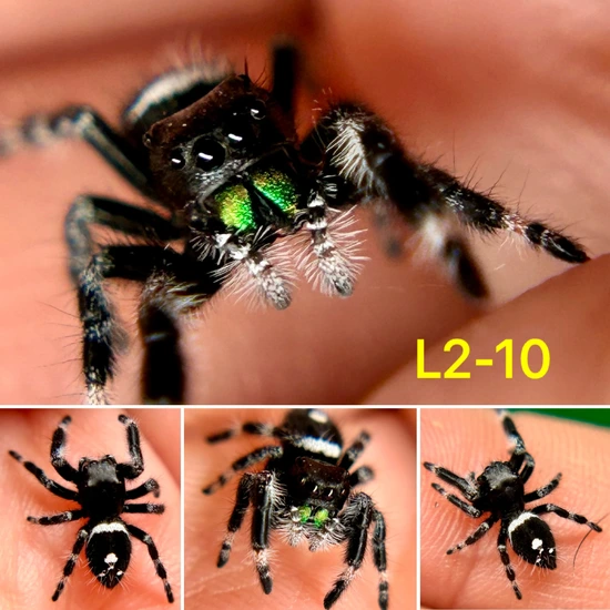 P. Regius (Regal) Jumping Spider - I8 by InvertAdorable