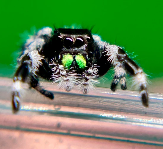 P. Regius ‘Regal’ Jumping Spider - Breeder’s Choice - Male by ...