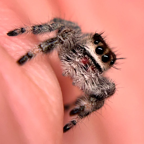 P. Regius ‘Regal’ Jumping Spider - Breeder’s Choice - Female by ...