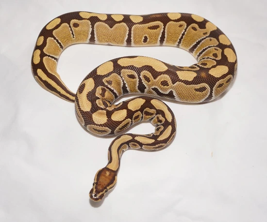 Monarch Ball Python by Ball Python Investments