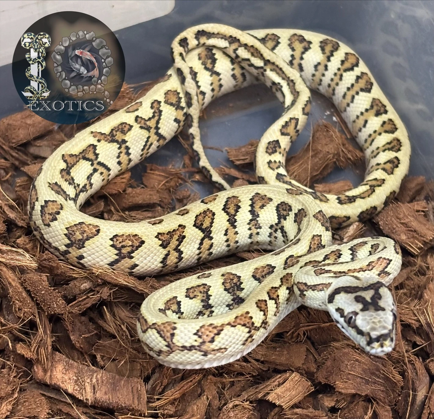 Red Jungle Jag Other Carpet Python by IQ Exotics