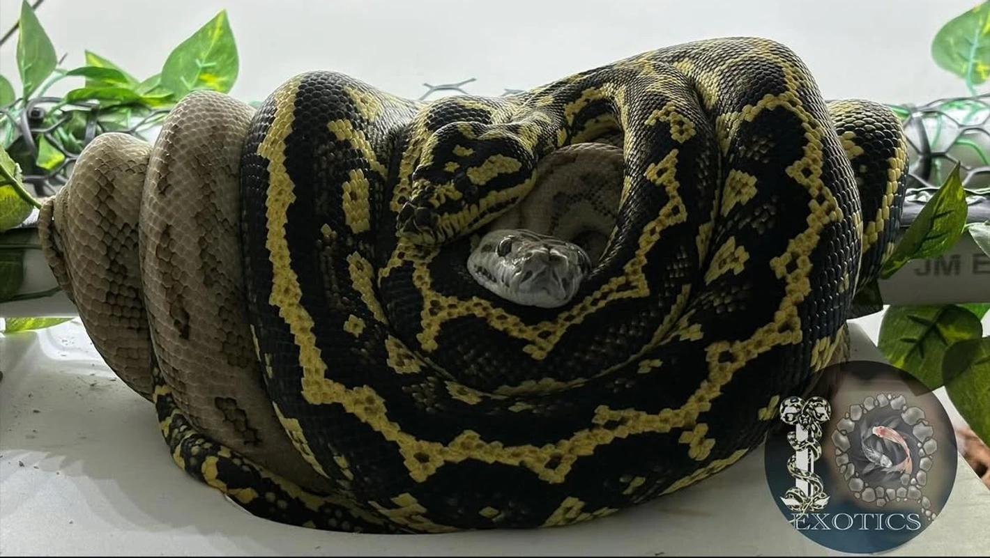 Red Jungle Jag Other Carpet Python by IQ Exotics