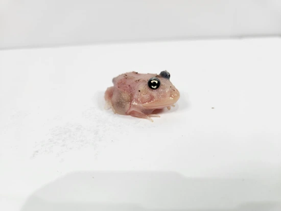 Mutant Translucent "B" Pacman Frog by Iron Mountain Exotics LLC