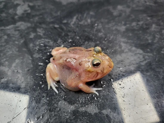 Mutant Translucent 2 Pacman Frog by Iron Mountain Exotics LLC