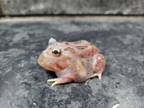 Mutant Translucent 6 Pacman Frog by Iron Mountain Exotics LLC