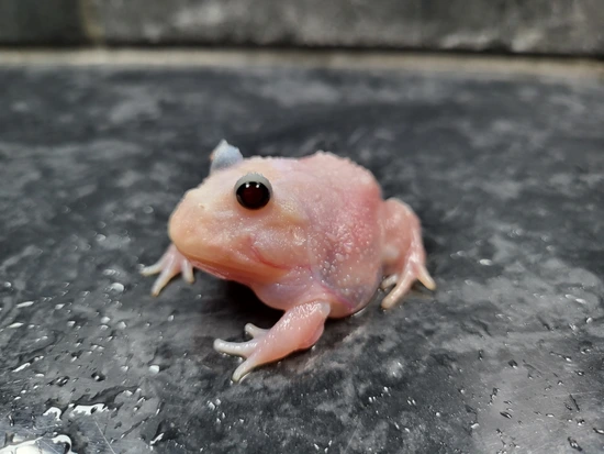 Mutant Translucent - Black Eye - Pink Chicken Pacman Frog by Iron ...