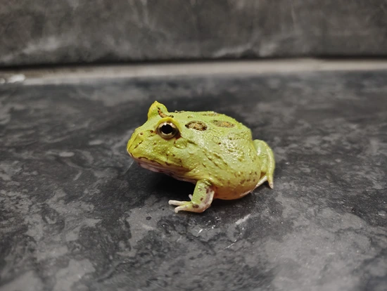 Blue Samurai Pacman Frog by Iron Mountain Exotics LLC