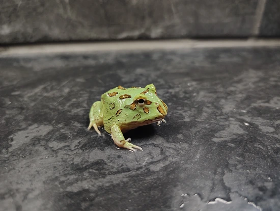 Blue Samurai Pacman Frog by Iron Mountain Exotics LLC