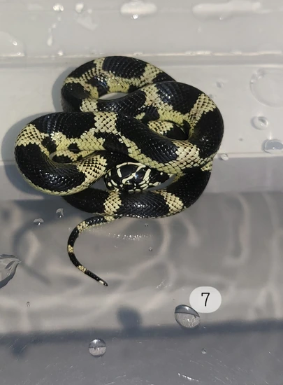 Chesapeake Chain Eastern Kingsnake (7) by Iron Mountain Exotics LLC