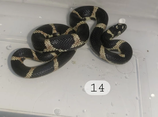 Chesapeake Chain Eastern Kingsnake (14) by Iron Mountain Exotics LLC