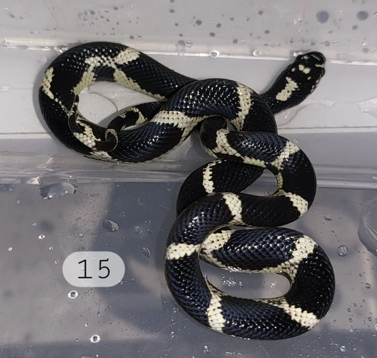 Chesapeake Chain Eastern Kingsnake (15) by Iron Mountain Exotics LLC