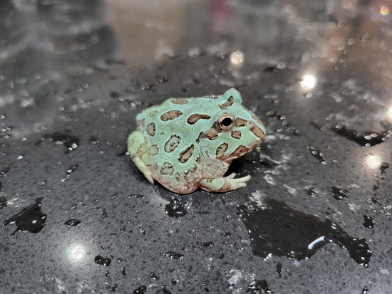 Blue Metal Pacman Frog by Iron Mountain Exotics LLC