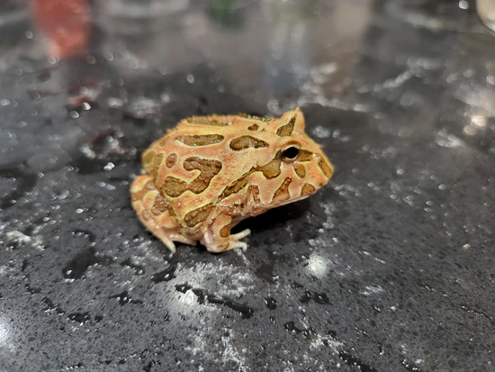 Red Coffee Pacman Frog by Iron Mountain Exotics LLC
