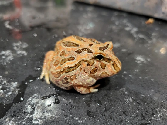Red Coffee Pacman Frog by Iron Mountain Exotics LLC