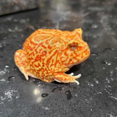 high red pacman frog