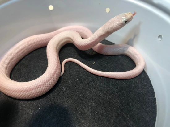 Leucistic Black Rat Snake Western Rat Snake by Iron Triangle Reptiles