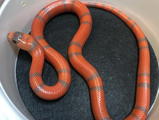 Extreme Hypo Honduran Milk Snake by Iron Triangle Reptiles