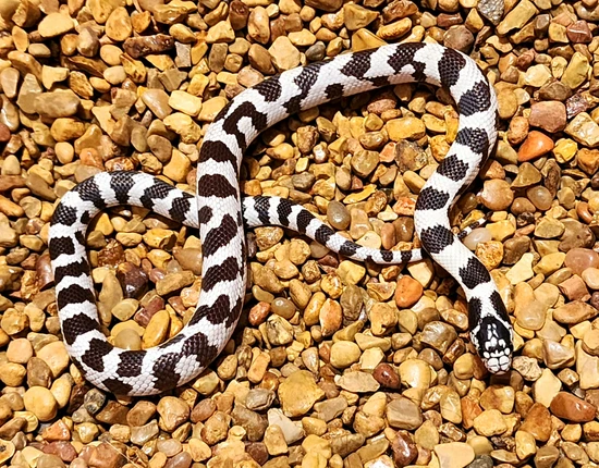 *NO RESERVE* 50/50 Aberrant California Kingsnake by Mythic Constrictors
