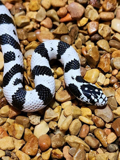 *NO RESERVE* 50/50 Aberrant California Kingsnake by Mythic Constrictors