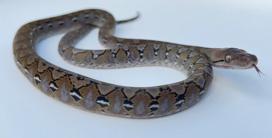 Het Anery 65.625% Kalatoa / 12.5% Jampea Reticulated Python by Island ...