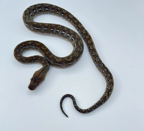 Het Anery 65.625% Kalatoa/12.5% Jampea Reticulated Python by Island ...