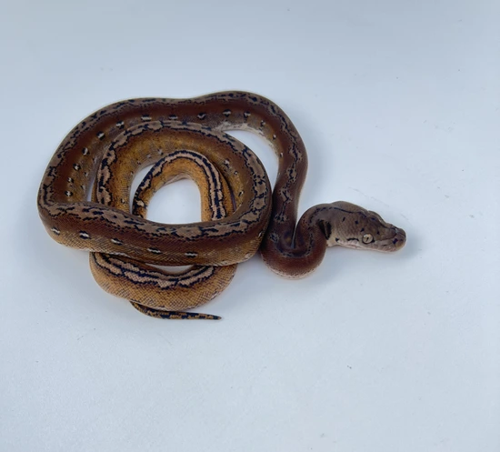 Platinum Tribal 50% Mindanao/25% Bohol/12.5% Jampea Reticulated Python ...