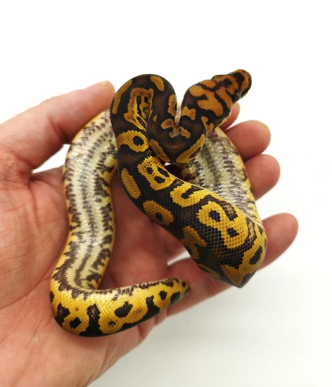 Confusion Yellow Belly Clown Ball Python by Island Pythons