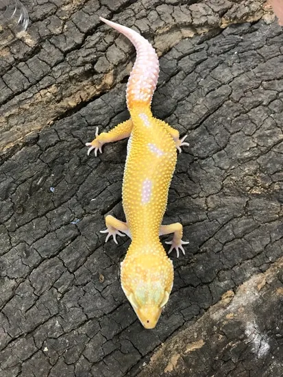 Hybino Leopard Gecko by Reptasia Pet Centre