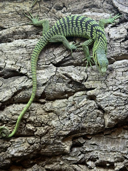 Unsexed Young Tree Monitor Yellow Tree Monitor by Reptasia Pet Centre