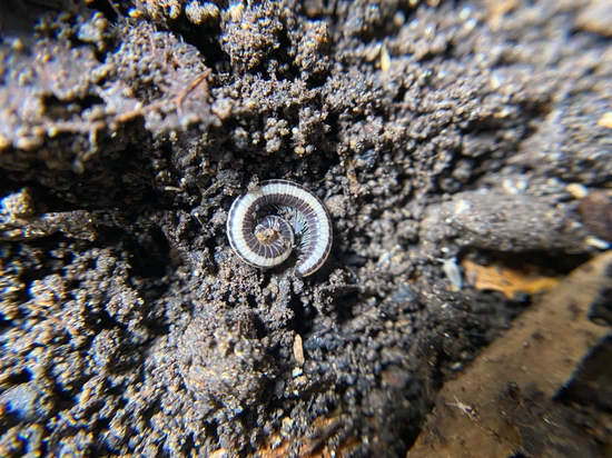 Maui Millipede 10ct by Isorare Pods